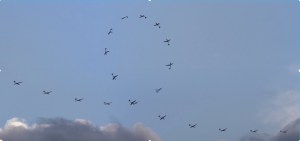 Inertial Oscillations and Phugoid Flight – ThatsMaths