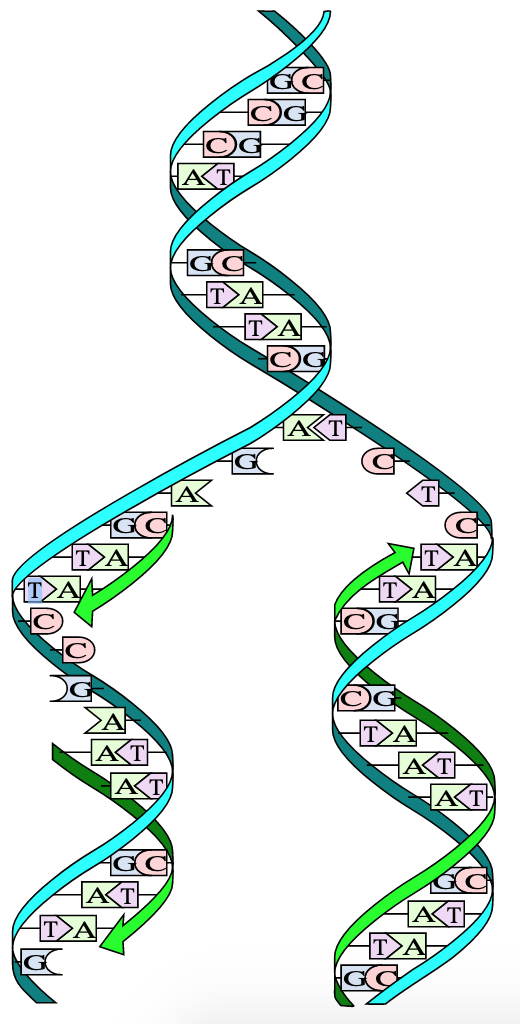The knotty problem of packing DNA – ThatsMaths